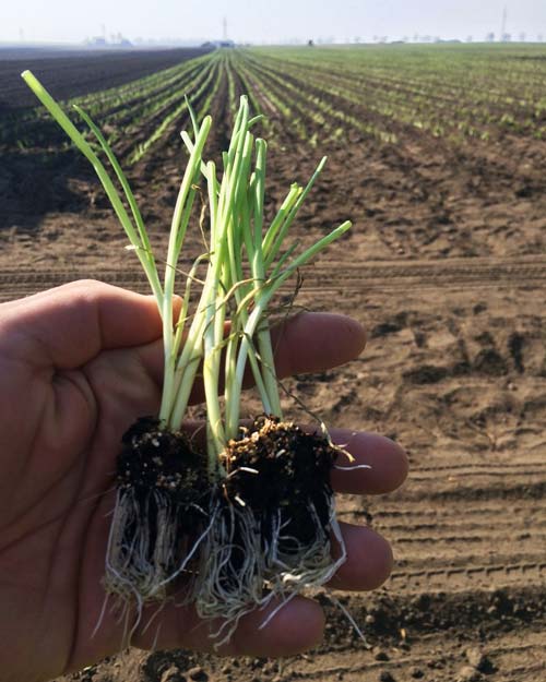 Cebollas híbridas o extra precoces. - Babyplant Little